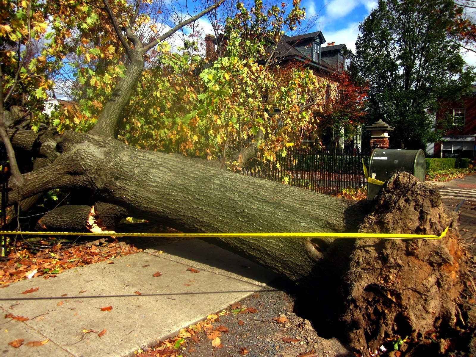 PRINCETON DAILY PHOTO: Exploded trees