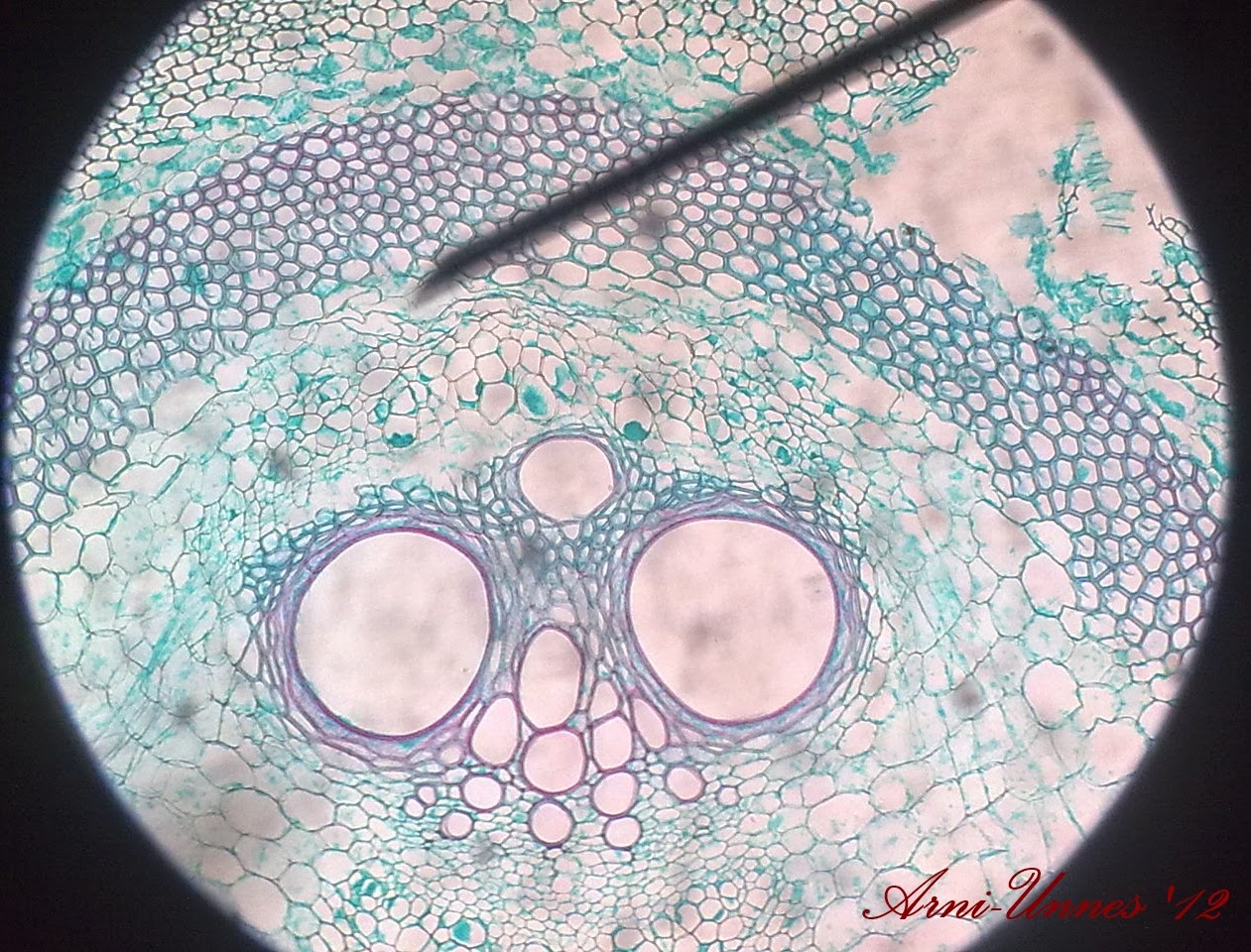 Biology of Animals and Plants: ANATOMI TUMBUHAN