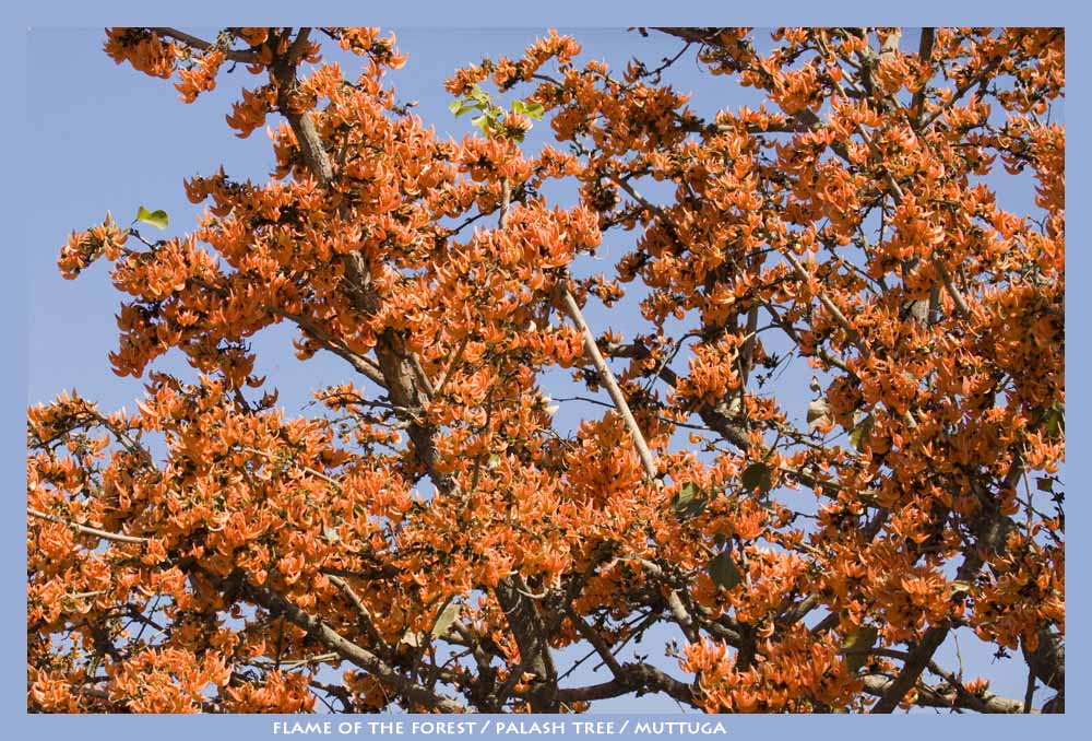 Huchchara Santhe: Nature trails around Bengaluru - Gulakamale lake