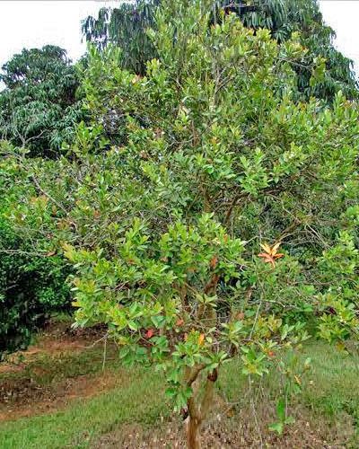 Araçá – Psidium cattleyanum