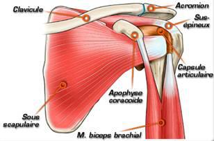 TU SALUD: Tendinitis Del Subescapular. Anatomía