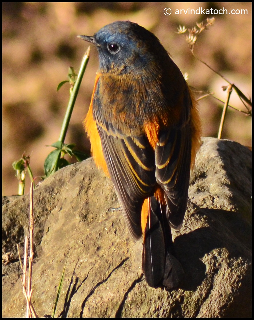 Blue-fronted Redstart Pictures and Detail (Phoenicurus frontalis)