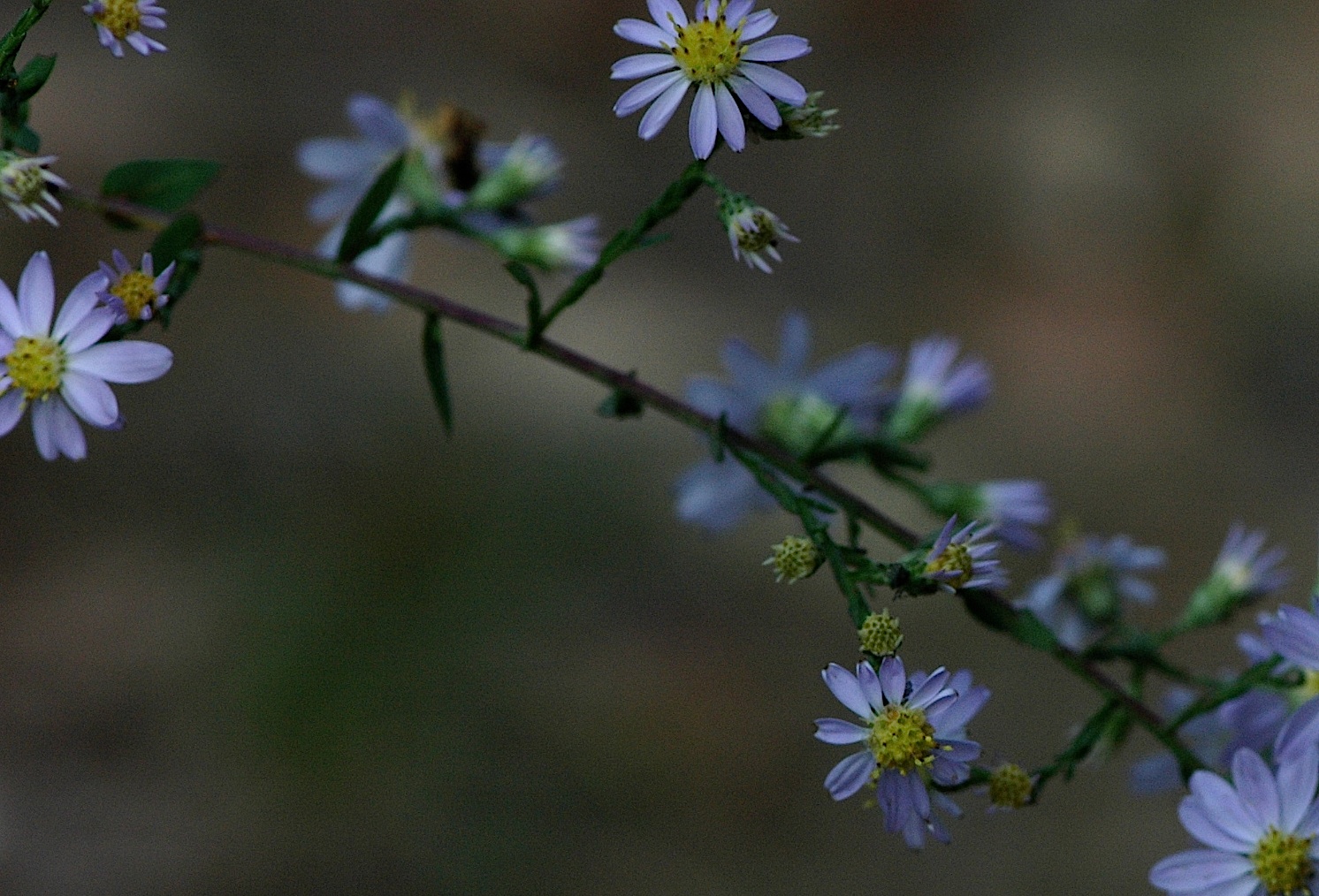 Field Biology in Southeastern Ohio: Some Ohio Asters