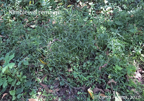 Native Plants with Adams Garden: 07/01/2020 - 08/01/2020