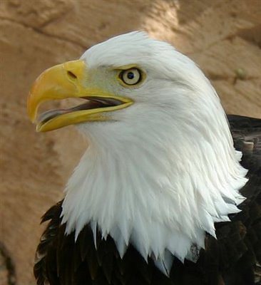 IMAGENES: AGUILA, AGUILAS, AGUILUCHOS