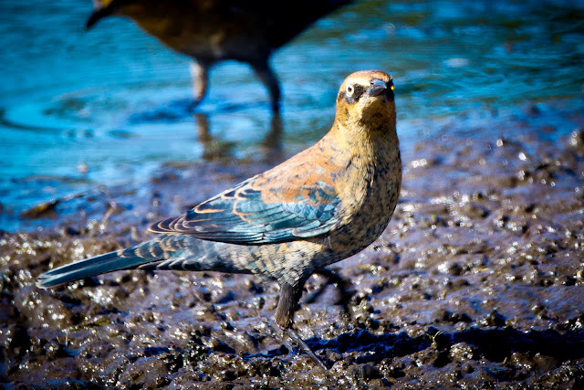 Feather Tailed Stories: Rusty Blackbird