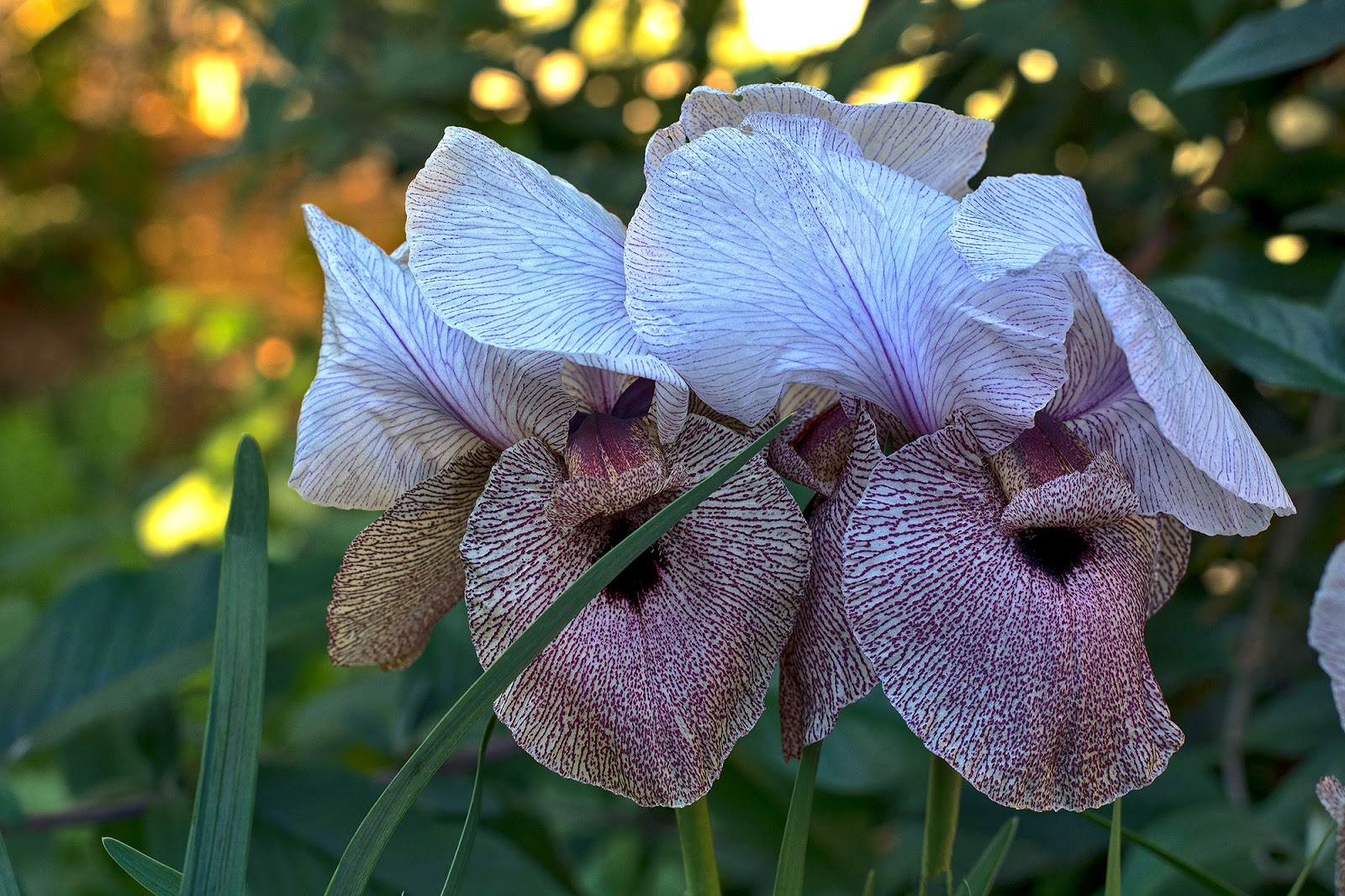 Alpine Garden Society Victorian Group: Aril Iris.