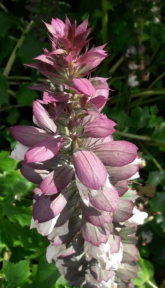 La Fleur du Dimanche: 1001 Fleurs: A quand (acanthe) les murmures ...