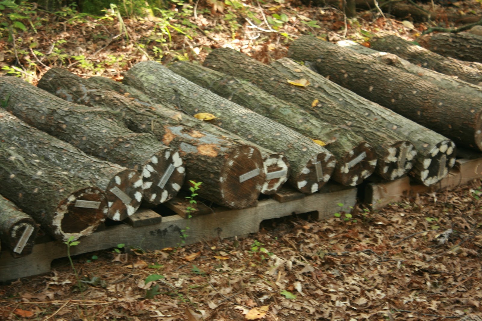 Mushrooming Together