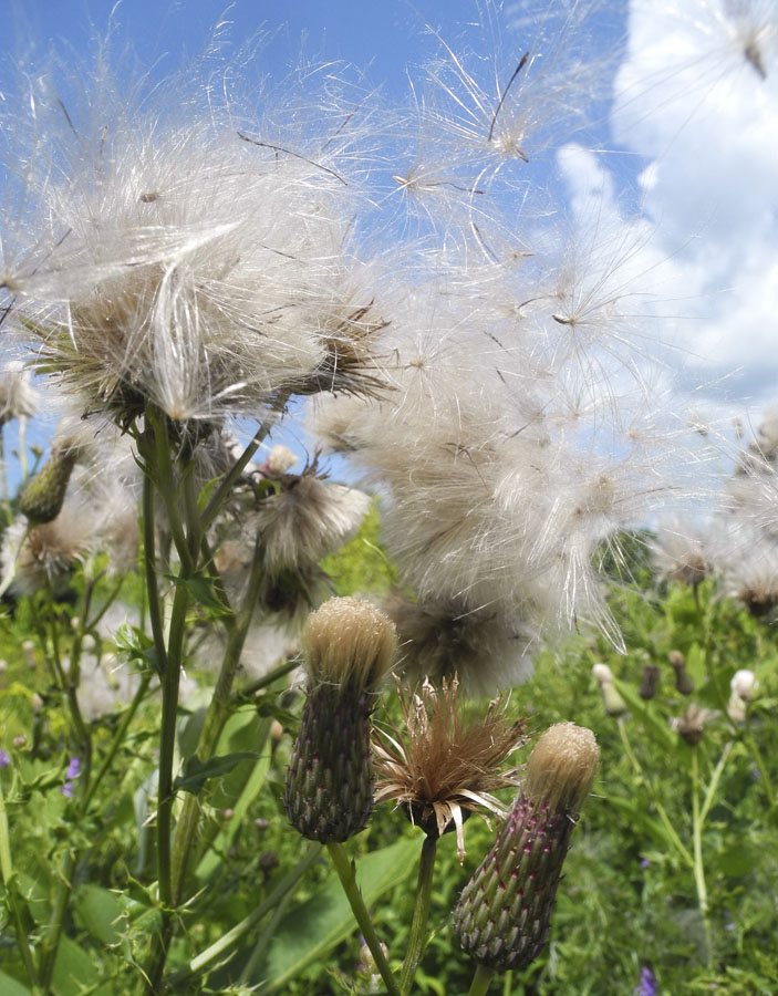 Studio and Garden: Spreading Seed