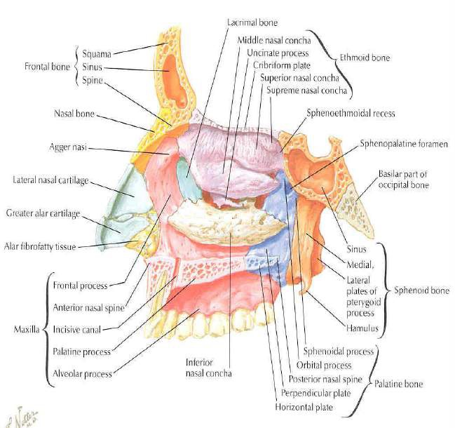 Preclinical Medicine: Anatomi Hidung (Organ Penghidu dan Organ Pernapasan)