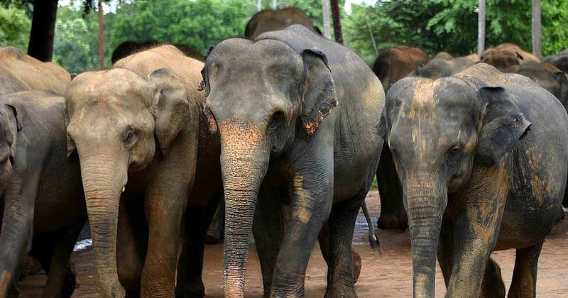 Natural World: THE CEYLON ELEPHANT