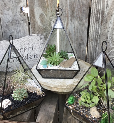 Succulents, terrariums, wine in one workshop