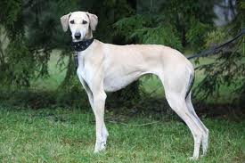 Pasemski psi: Arabski hrt