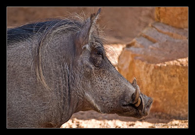El ojo del buitre: Facóquero (Pacochoreus)
