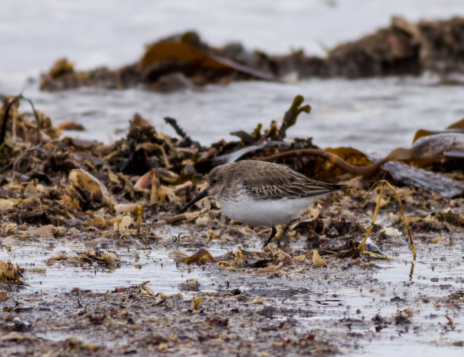 TimboBaggins Abroad: Snow Buntings, Peregrine, Iceland Gull and lots ...