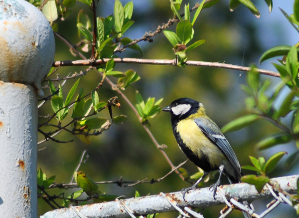 In linii mari: Familia Paridae