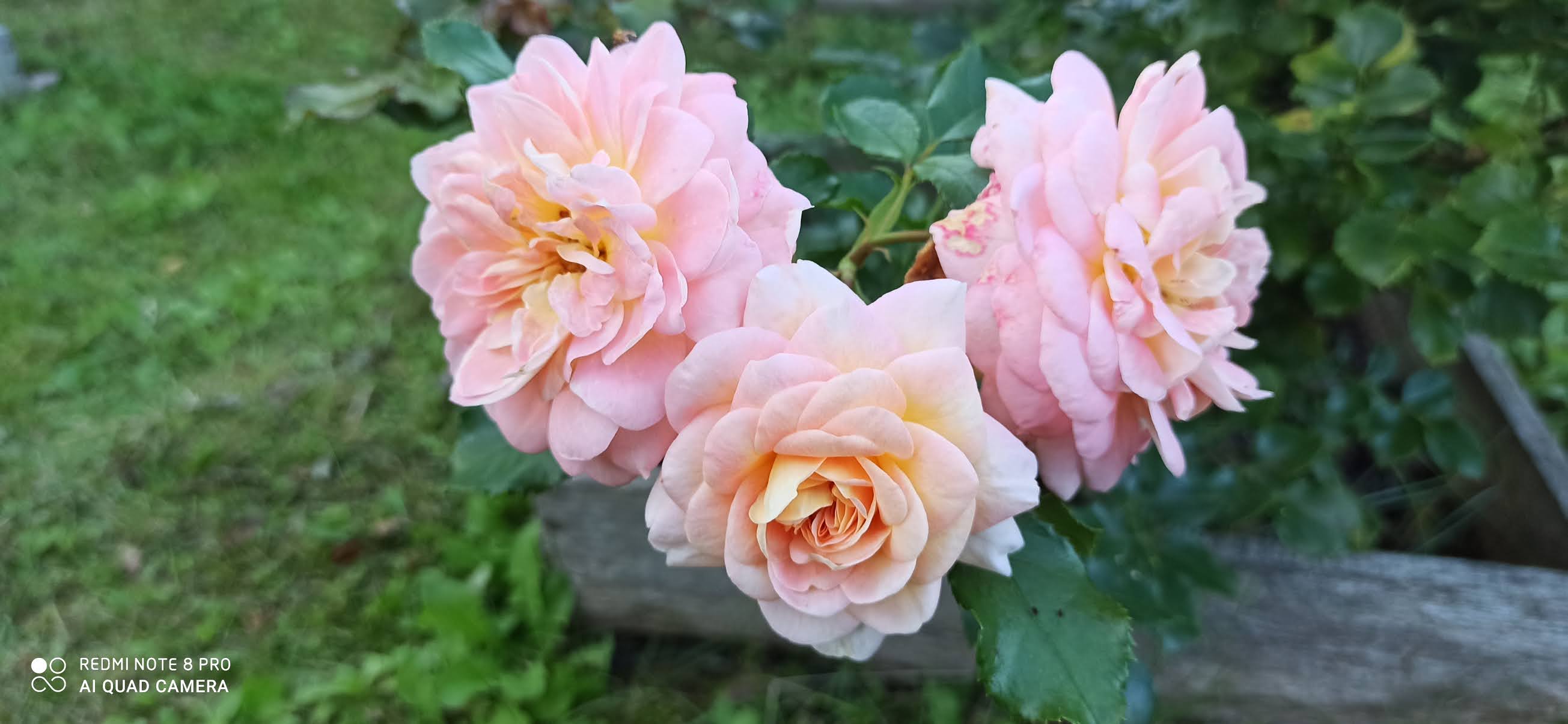 Ranczo Elma: Róża (Rosa) Concerto 94