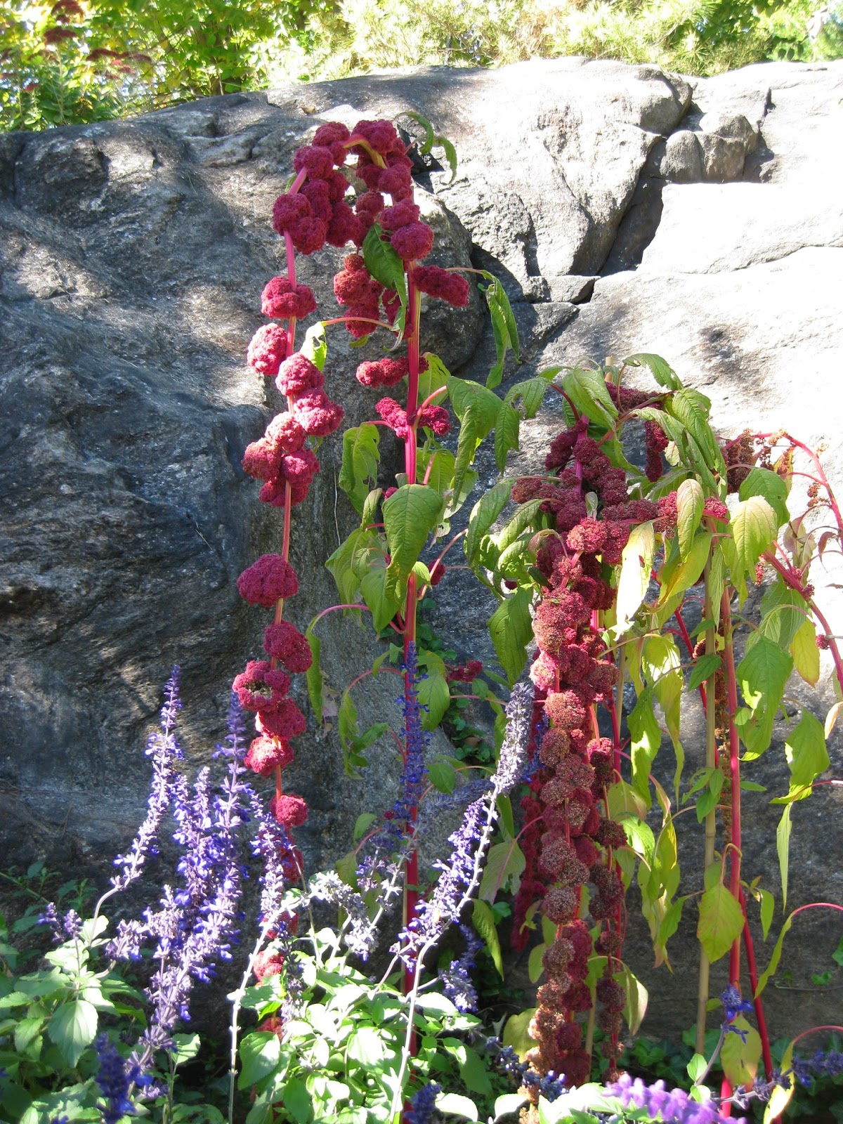 Rotary Botanical Gardens - Hort Blog: Love-Lies-Bleeding