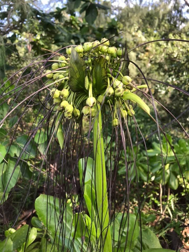 Tacca leontopetaloides