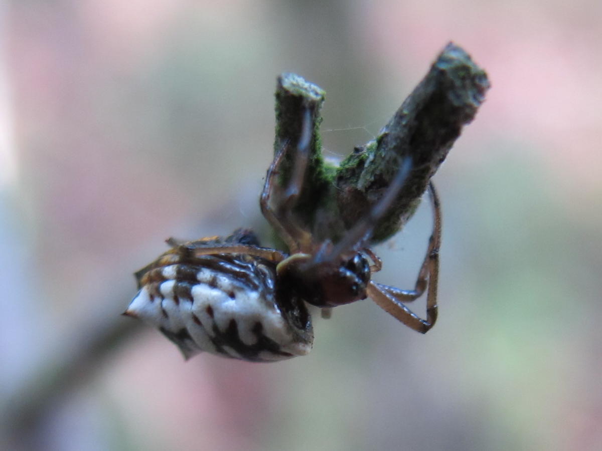 Blue Jay Barrens: Orb Weaver Season