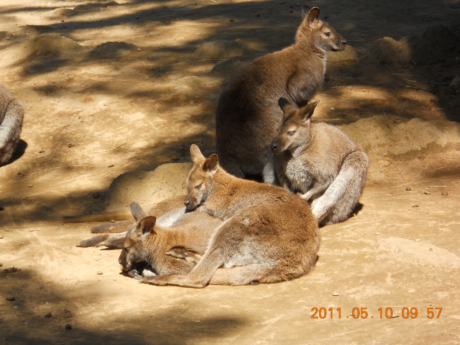 Thom Zehrfeld Photography : West Coast Animal Park | They're Just Plain ...