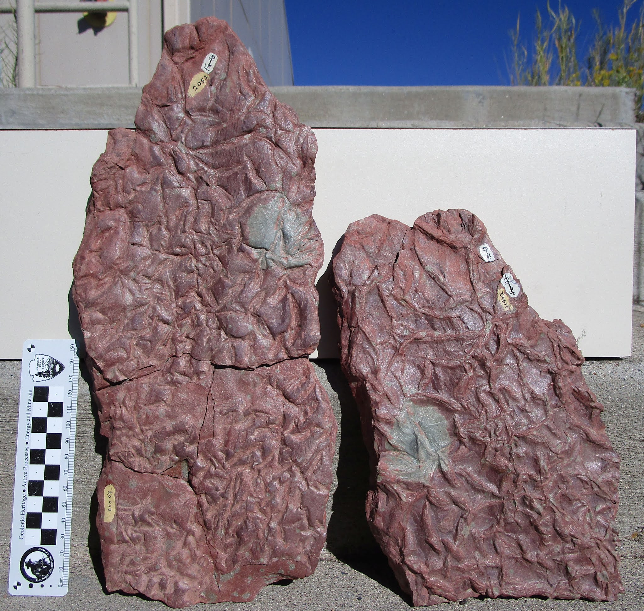 Equatorial Minnesota: The Lost Fucoids of Edwin McKee