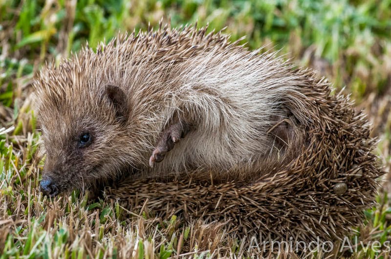 TERRA VIVA: OURIÇO-CACHEIRO