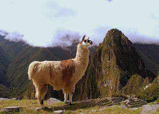 HISCULT: Historia, Crónica y Leyenda Sobre la Llama (Lama glama)