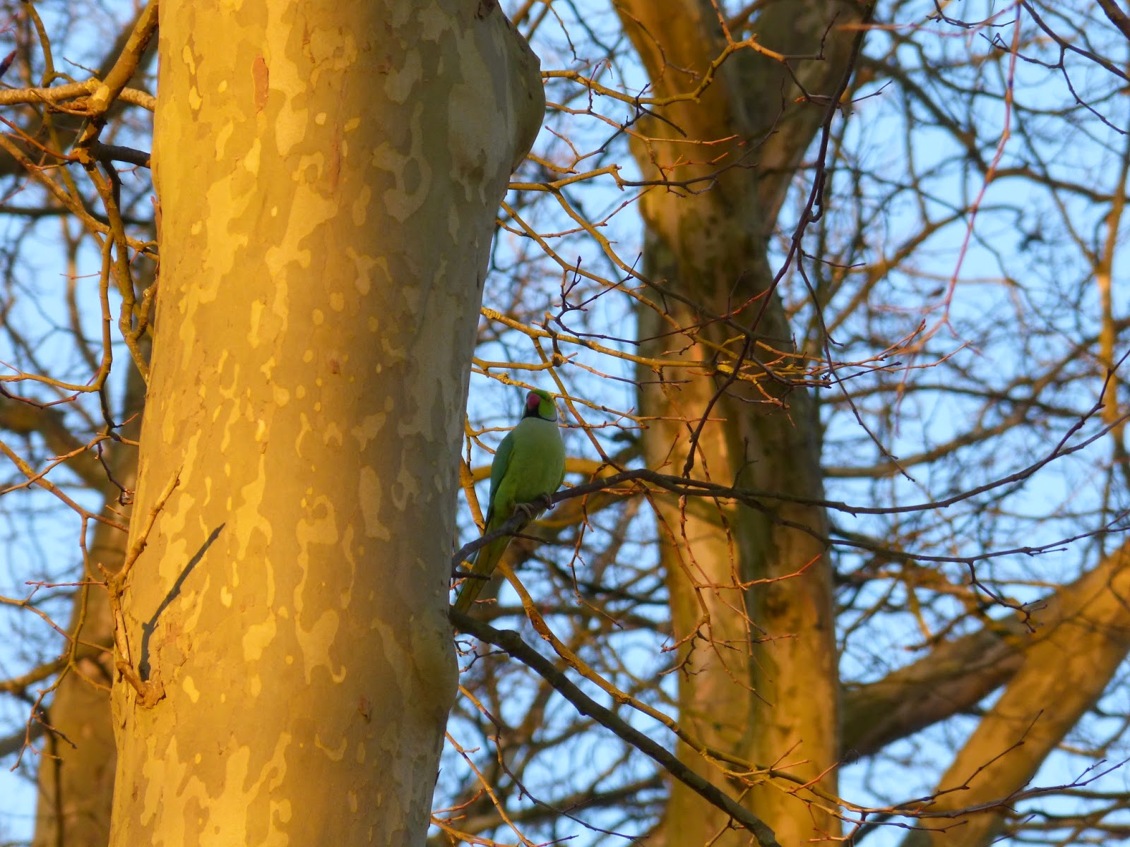 Nature from my window: Perruche à collier (en région parisienne)
