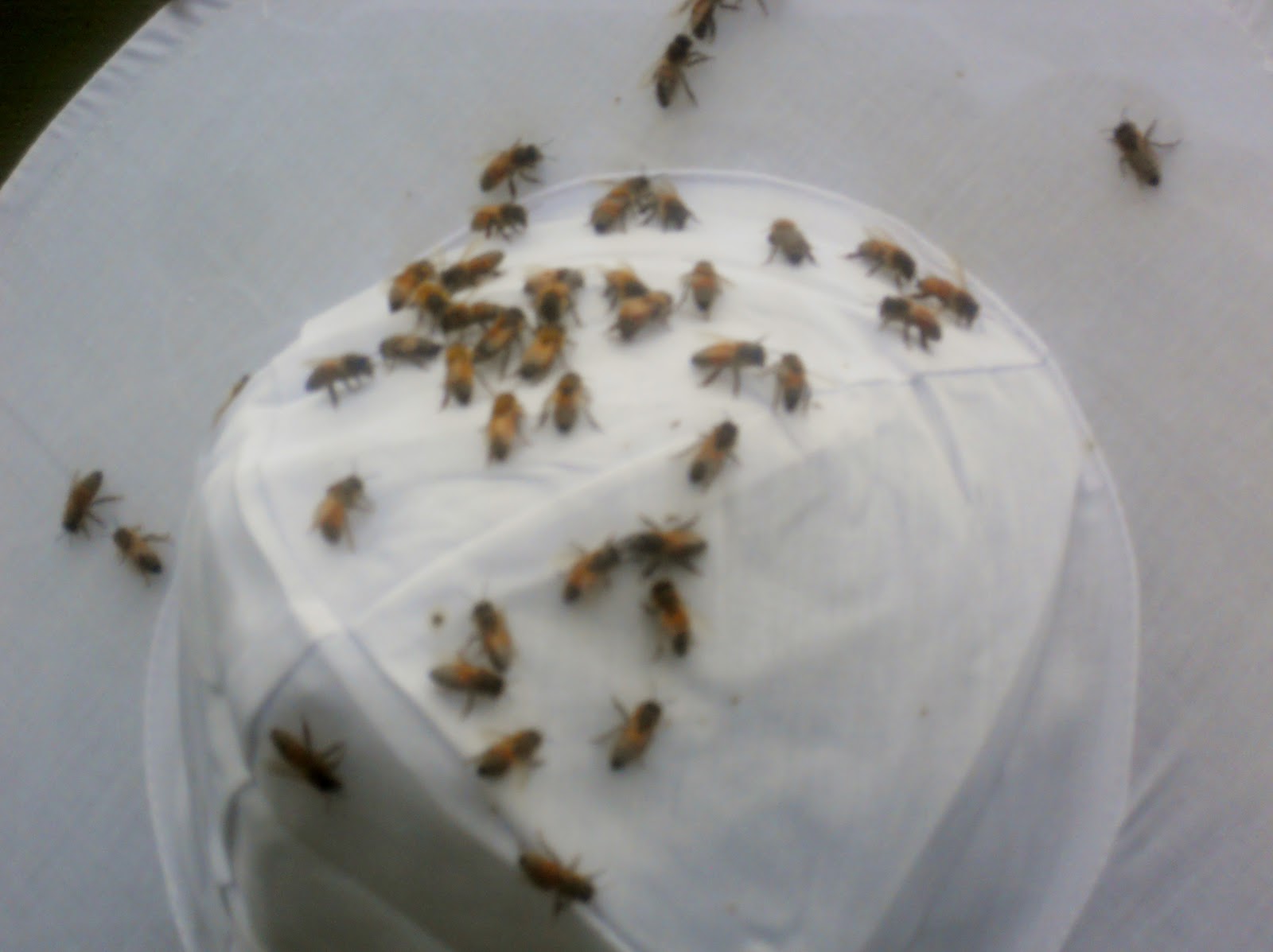 Lez Get Married: Bee Poop