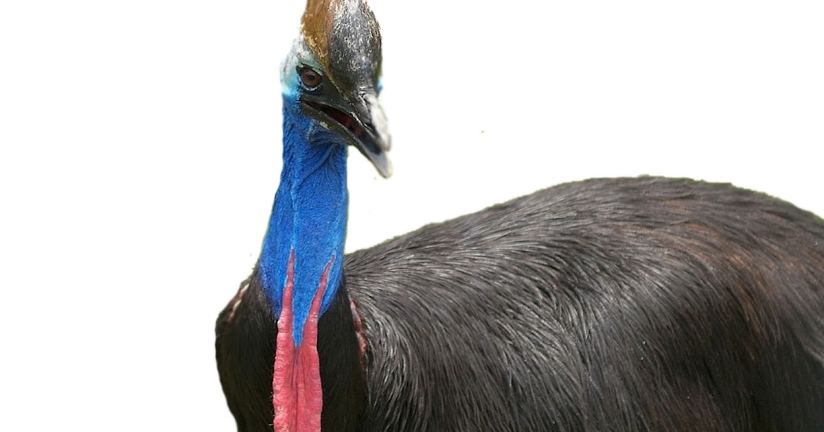 Kasuari Gelambir Tunggal