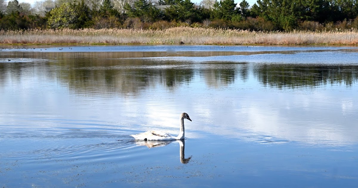 Urban Wildlife Guide: Swan Reflection