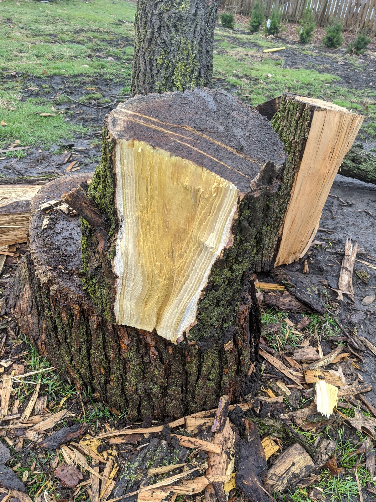 More Mulberry Firewood - Yellow, Purple and Heavy