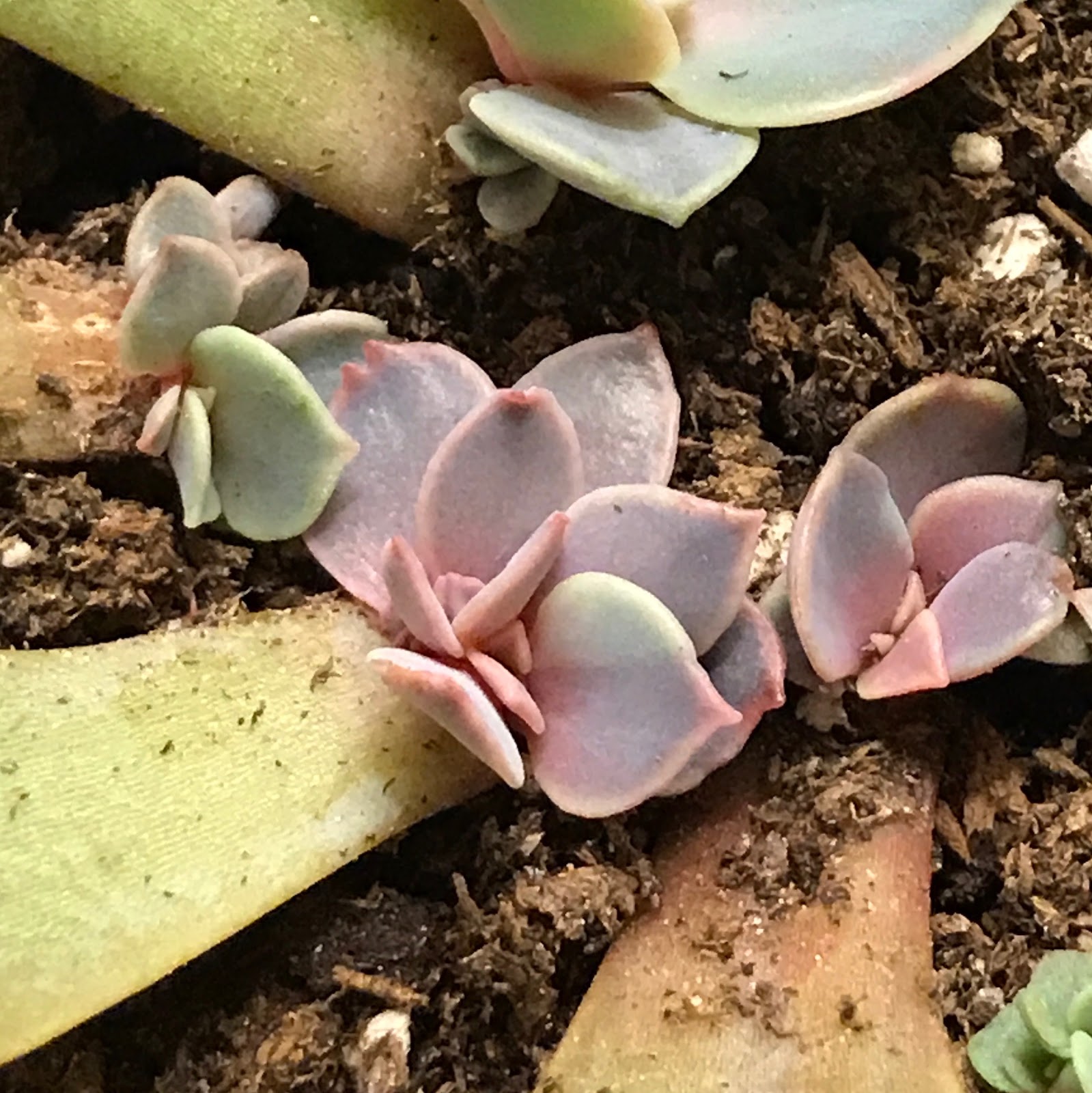 Variegation Genetics