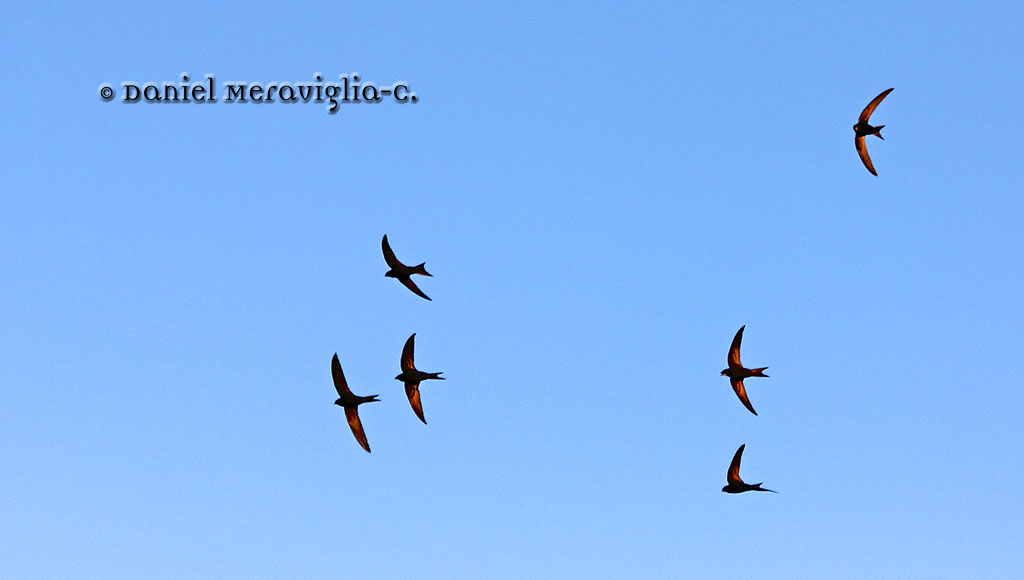 Fotos de aves by Loro: Vencejo Común (Apus apus) en vuelo