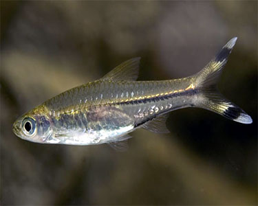 Aquarium Fish: Scissortail Rasbora