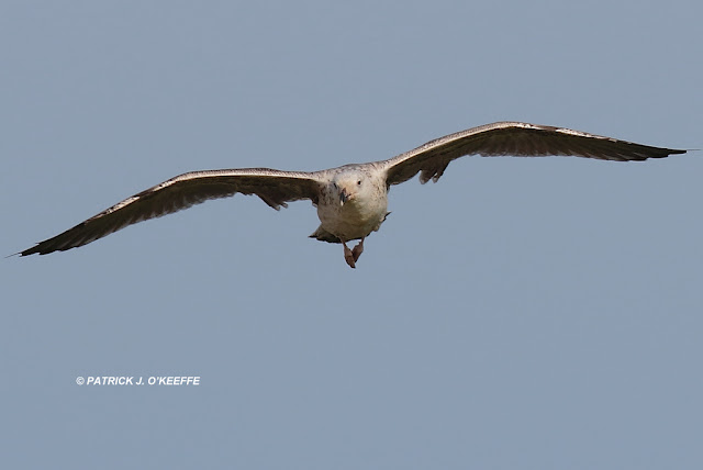 Raw Birds: GREAT BLACKED GULL (Larus marinus) 2nd winter, at Faulmore ...