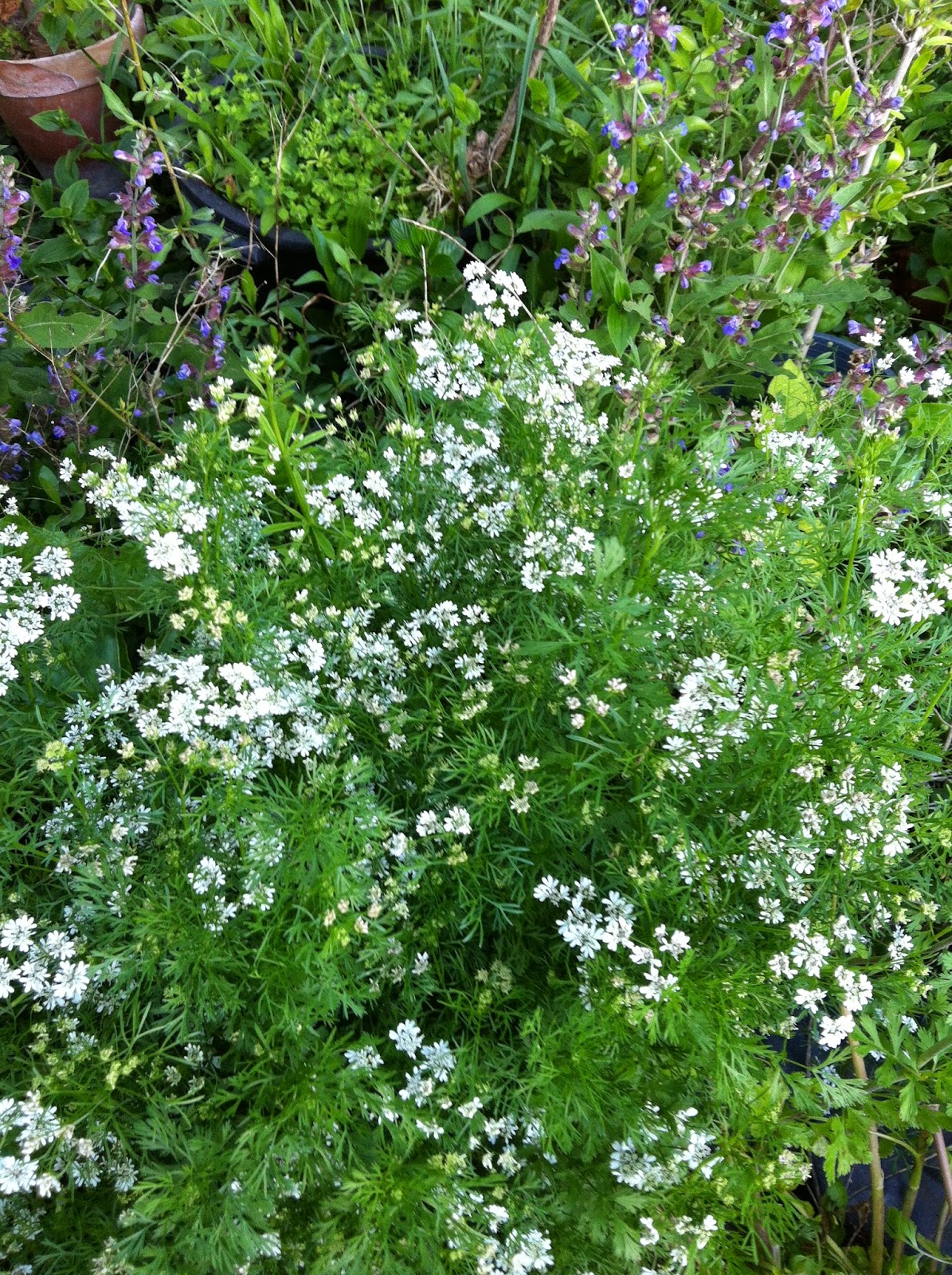 casa rural Pecci: Cilantro en flor.