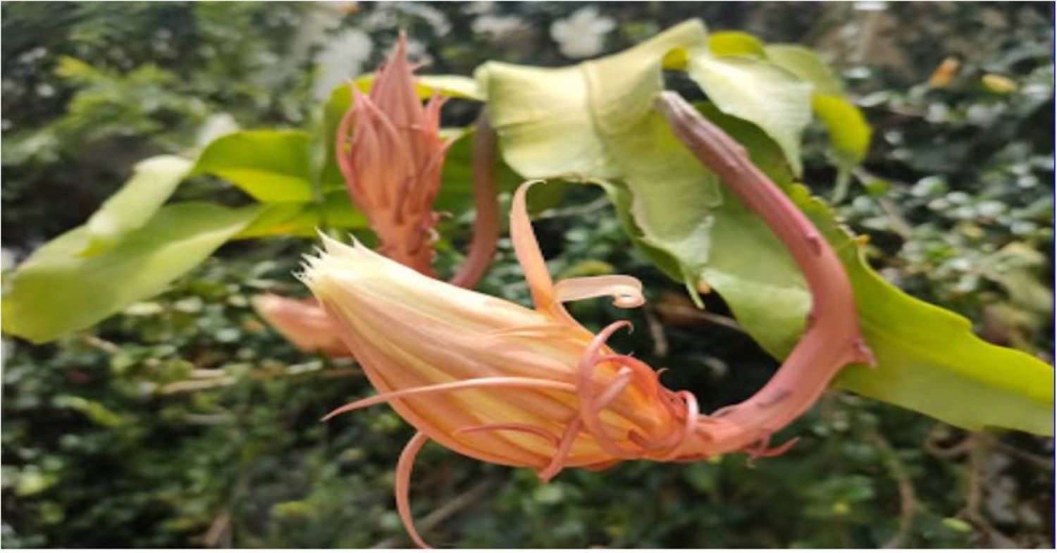 Tips And Tricks to Care and Grow Brahma Kamala Plant at home