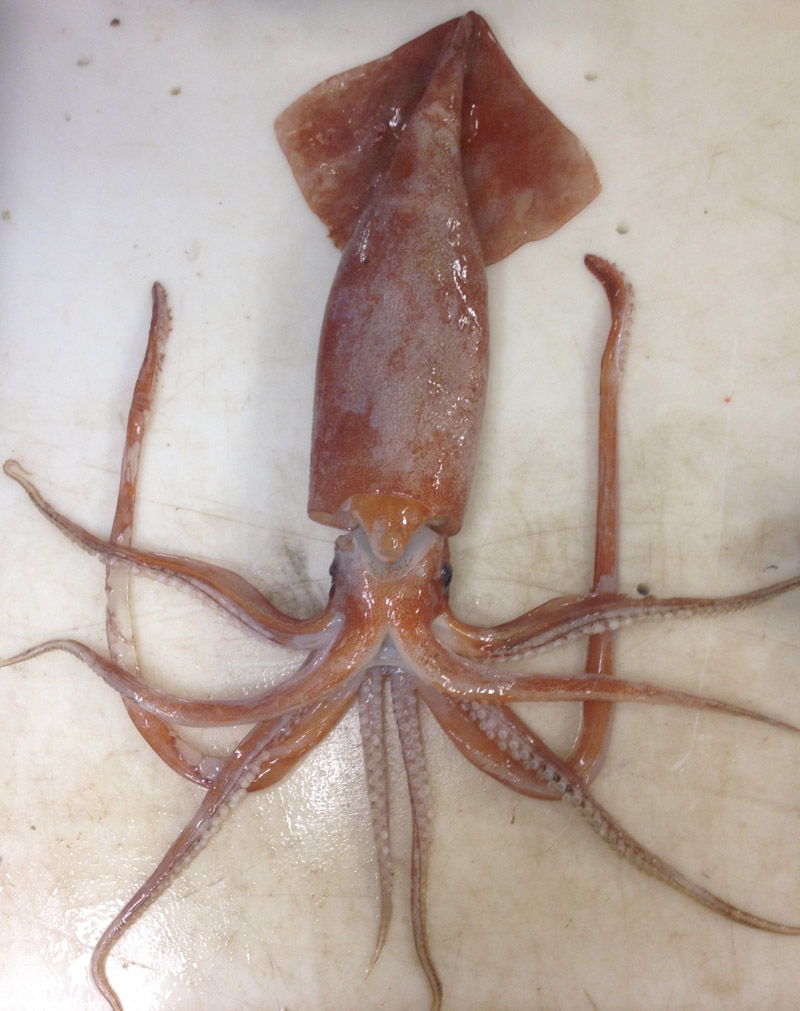 NZ Marine Studies Centre