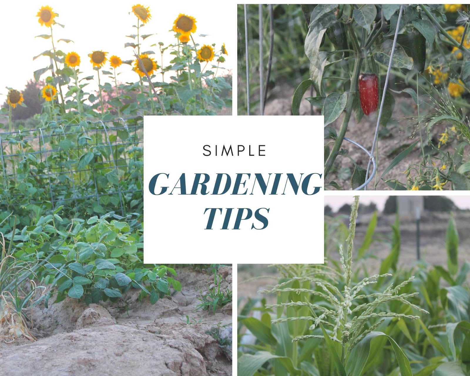 Gardening Tips and Tricks