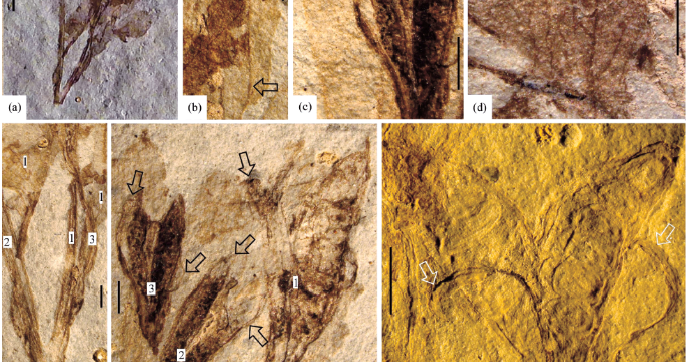Sciency Thoughts: Nothodichocarpum lingyuanensis: A new species of ...