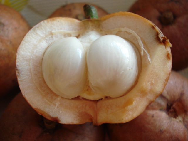 Nilai: Buah tampoi diminati orang dahulu