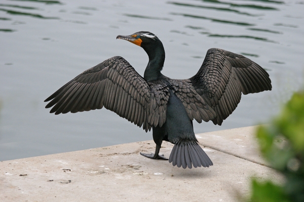 Cormorant Birds Info And Pictures | All Wildlife Photographs