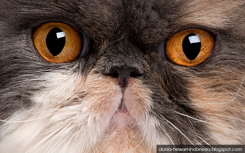 Ketahui Macam-Macam Kucing Terpopuler yang Lucu dan juga Banyak Dipelihara