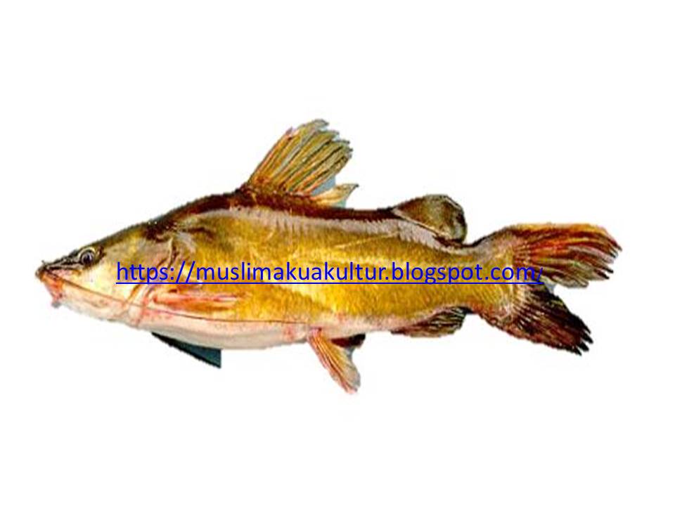 MUSLIM HOMEPAGE: Baung kuning (Hemibagrus sp)