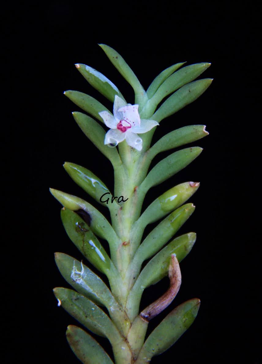 Dichaea ancoraelabia C.Schweinf.