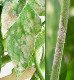 MENGENAL HAMA DAN PENYAKIT TOMAT BAG II - ALICOM BOJONG