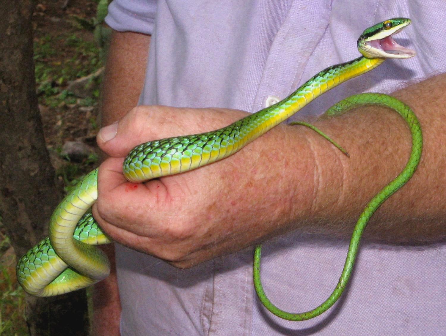 Culebra-perico gargantilla o serpiente loro de la costa pacifica ...